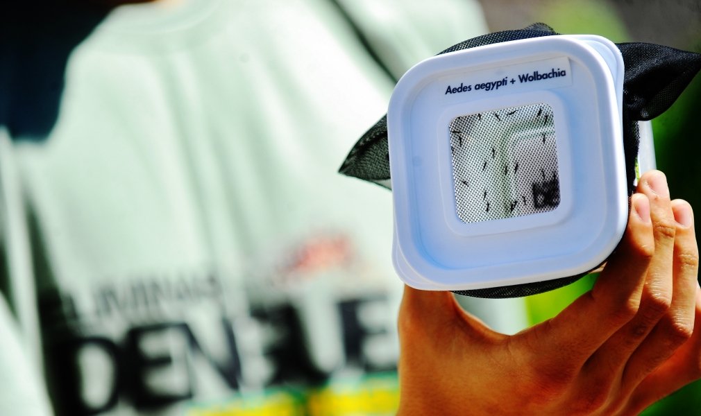 Brasil inicia projeto que introduz bactéria no mosquito Aedes aegypti ...